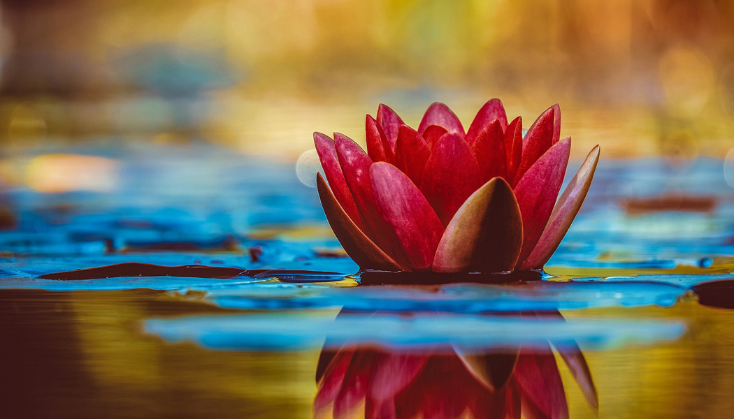 What are the main uses of a GIF image? Find out here! - Elyssa McGregor