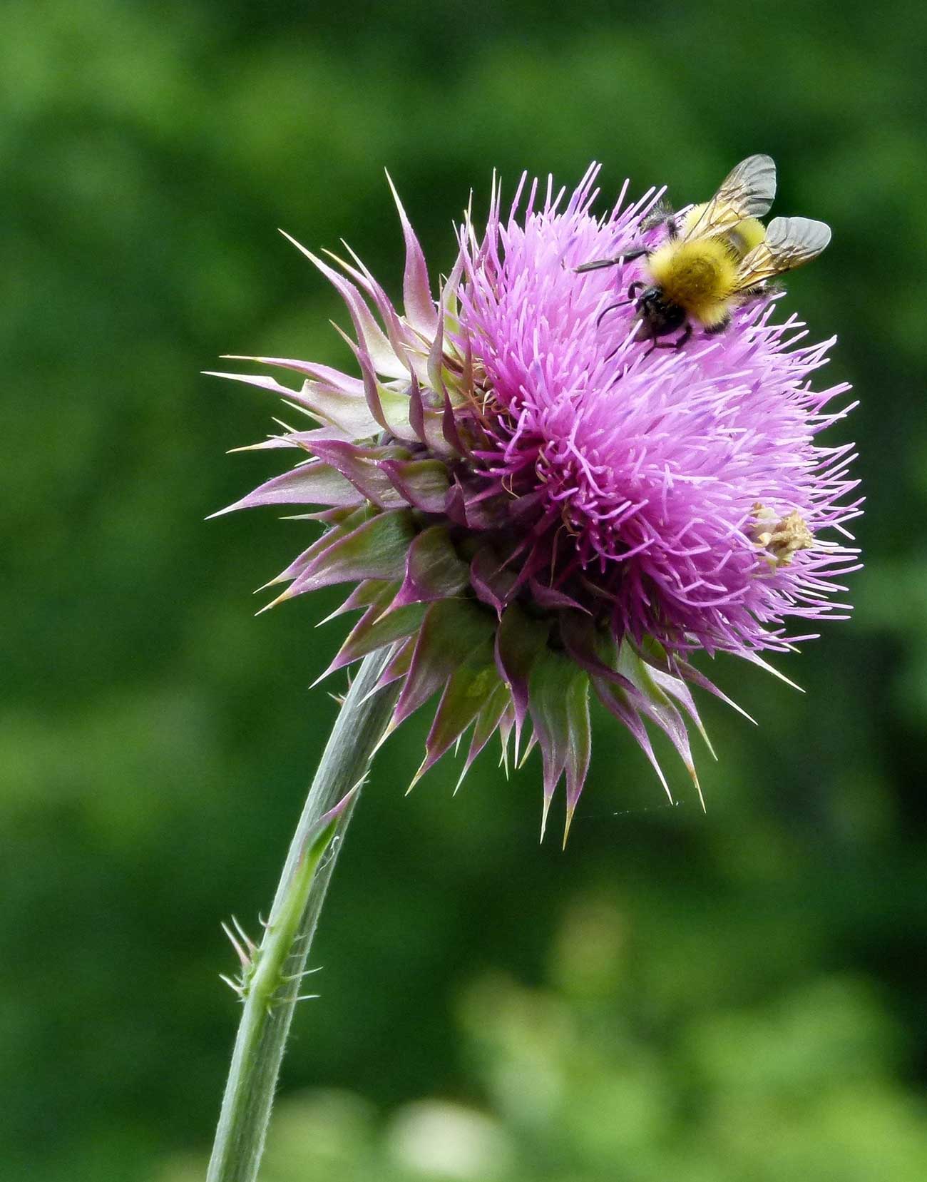 The Remarkable Benefits of Milk Thistle: Nature’s Gift for Optimal ...