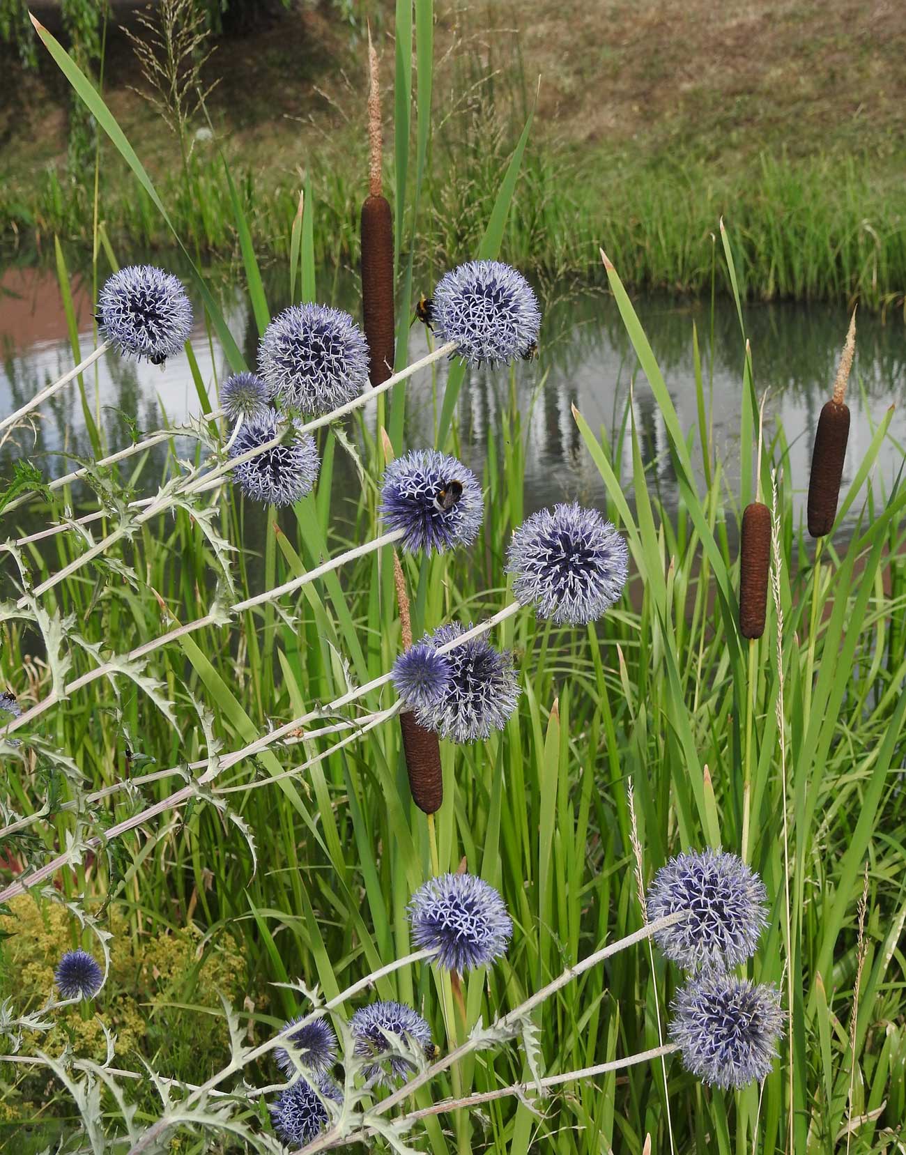 The Remarkable Benefits of Milk Thistle: Nature’s Gift for Optimal Health - Elyssa McGregor